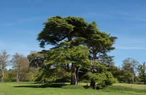 Top 10 Most Common Trees in the UK
